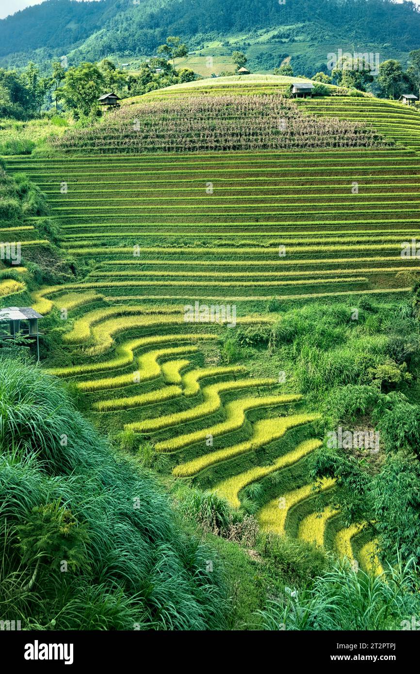 Admiring the amazing rice terraces of Mu Cang Chai, Yen Bai, Vietnam ...