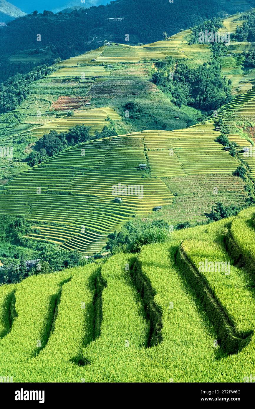 Admiring the amazing rice terraces of Mu Cang Chai, Yen Bai, Vietnam ...