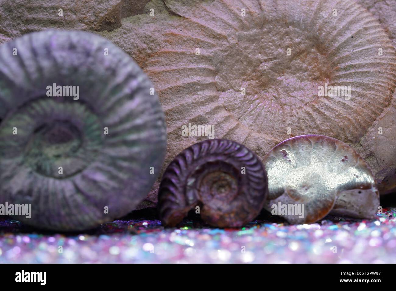 Ammonite is a fossil of a squid, photographed in close-up in the studio ...