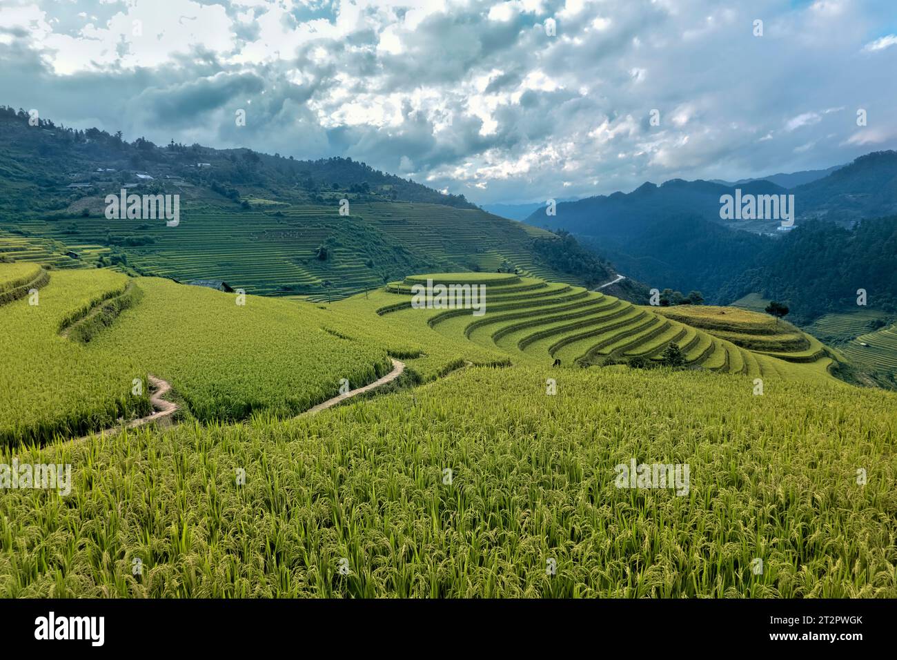 Amazing rice terraces, La Pan Tan, Mu Cang Chai, Yen Bai, Vietnam Stock ...