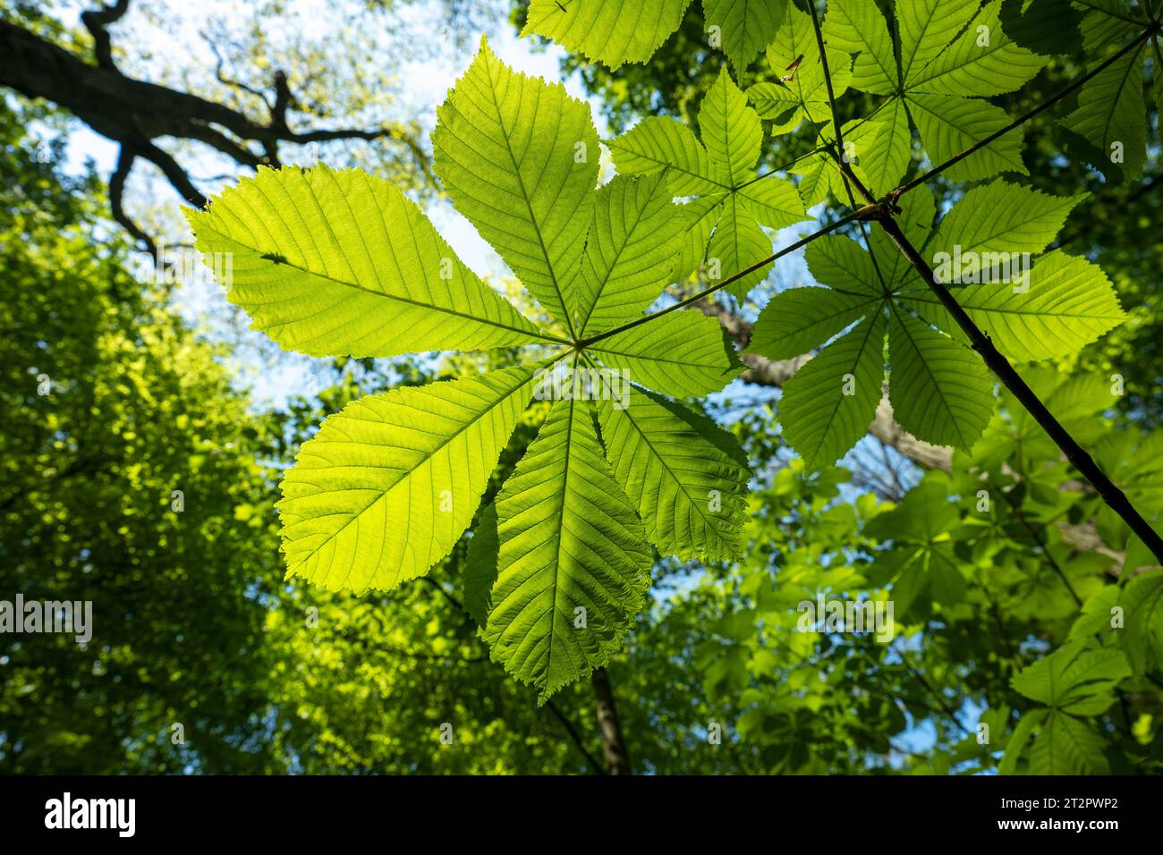 Green chestnut leaves in backlight hi-res stock photography and images ...
