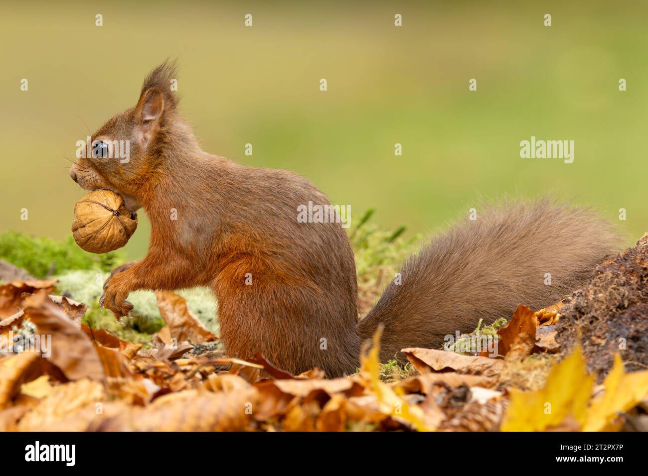 Red Squirrel, Scientific name, Sciurus vulgaris, Cute red squirrel with ...