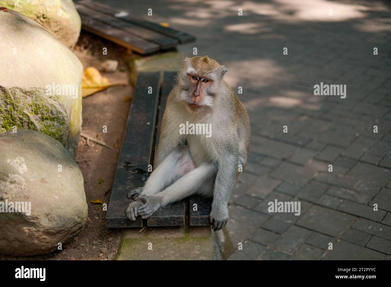 Encounter the inquisitive nature of Ubud's monkeys as one sits atop a ...