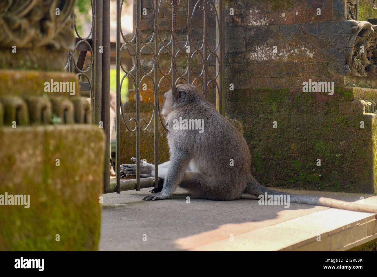 Witness the intrigue of Ubud's monkeys as one peers curiously through a ...