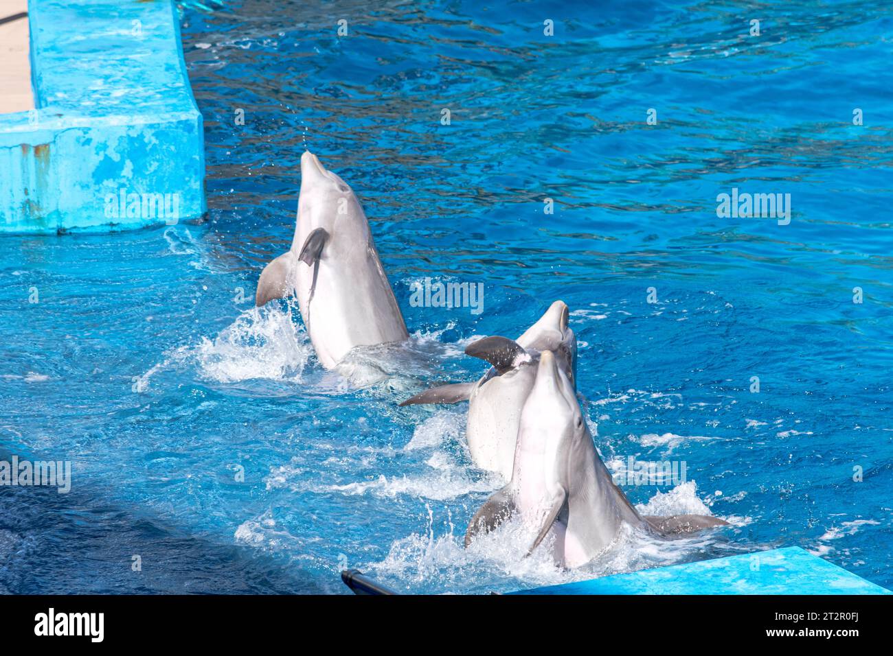 Dolphins together with his instructors performs some acrobatics. The ...
