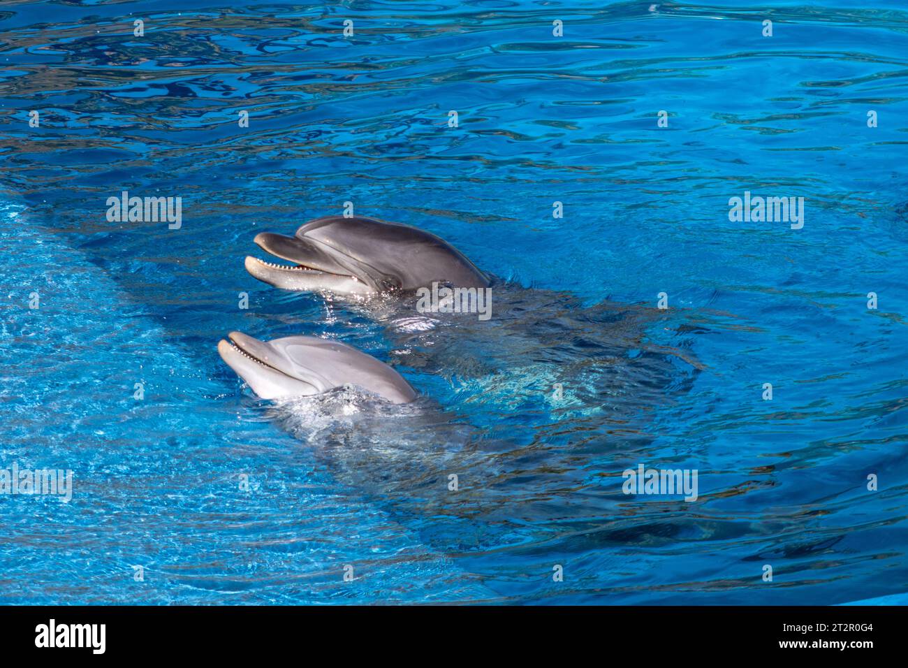 Dolphins together with his instructors performs some acrobatics. The ...