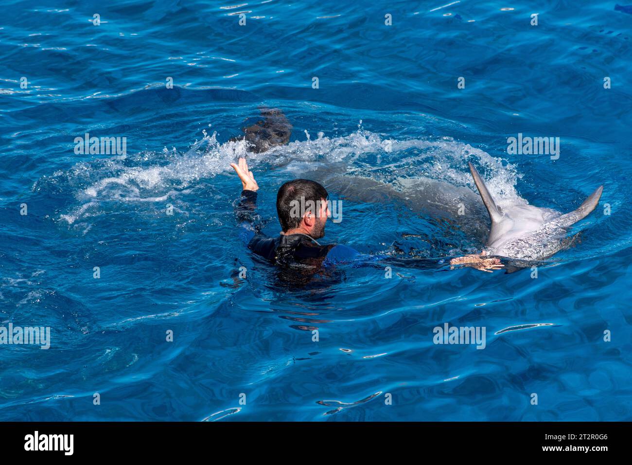 Dolphins together with his instructors performs some acrobatics. The ...