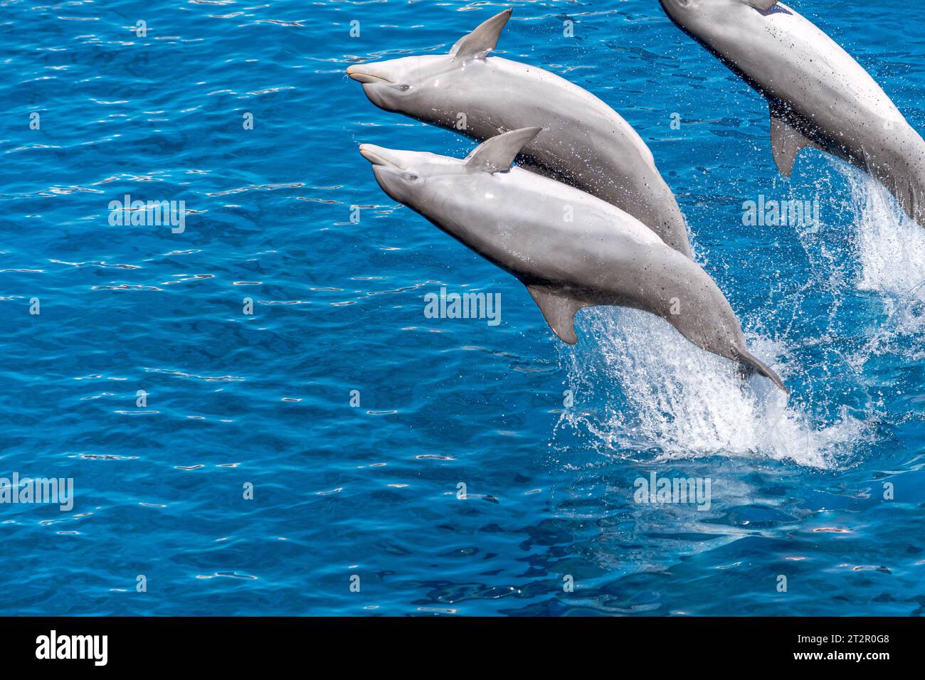 A group of bottlenose dolphins performing acrobatics jumps. The animals ...