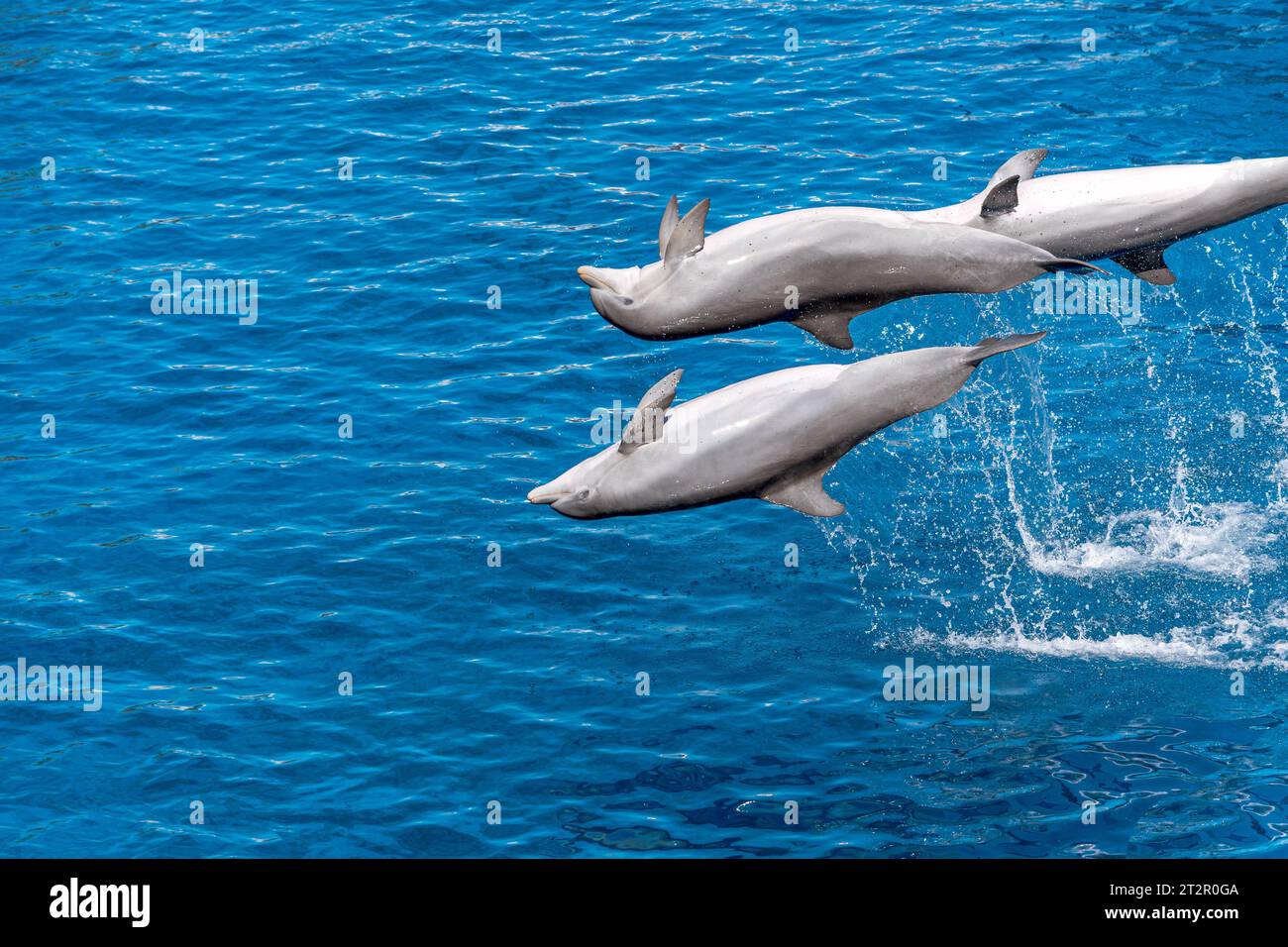 A group of bottlenose dolphins performing acrobatics jumps. The animals ...