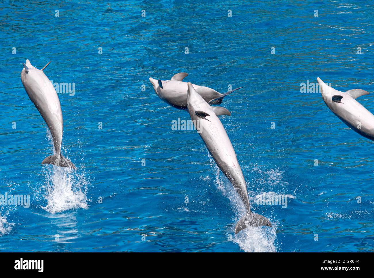A group of bottlenose dolphins performing acrobatics jumps. The animals ...