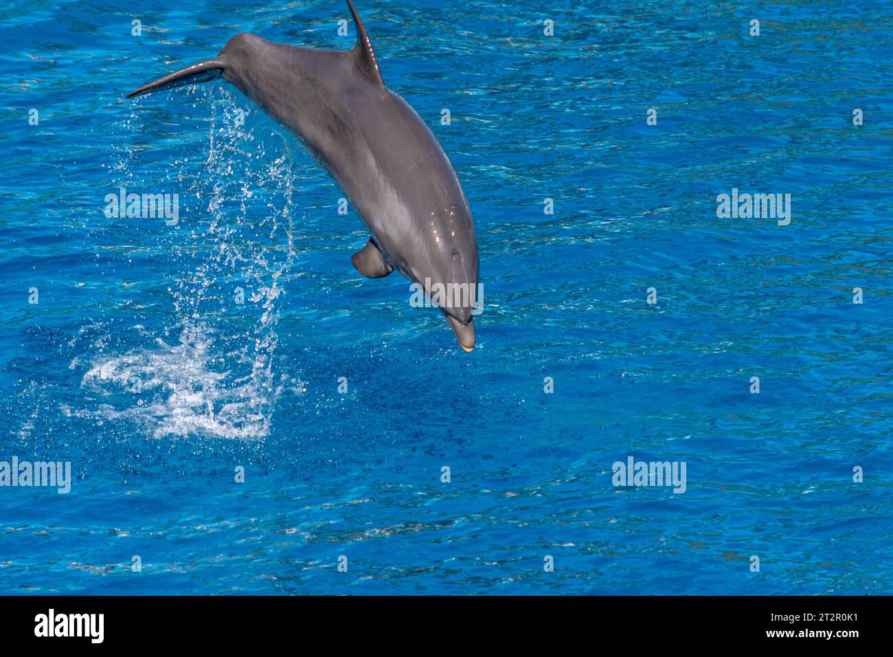 A group of bottlenose dolphins performing acrobatics jumps. The animals ...