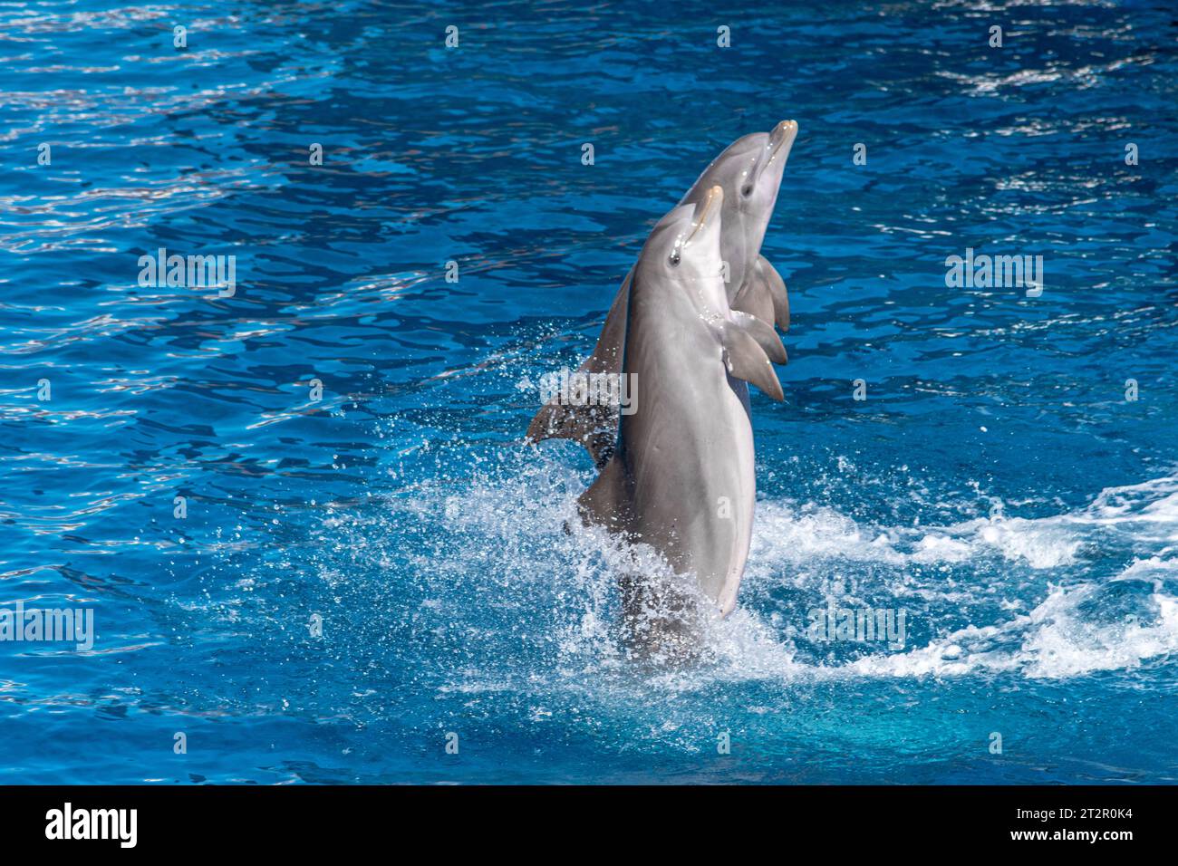 A group of bottlenose dolphins performing acrobatics jumps. The animals ...