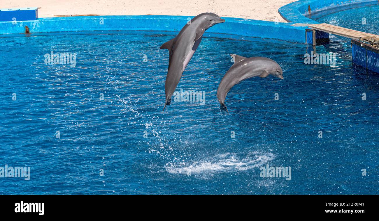 Valencia, Spain - September 25th, 2023: A group of bottlenose dolphins ...