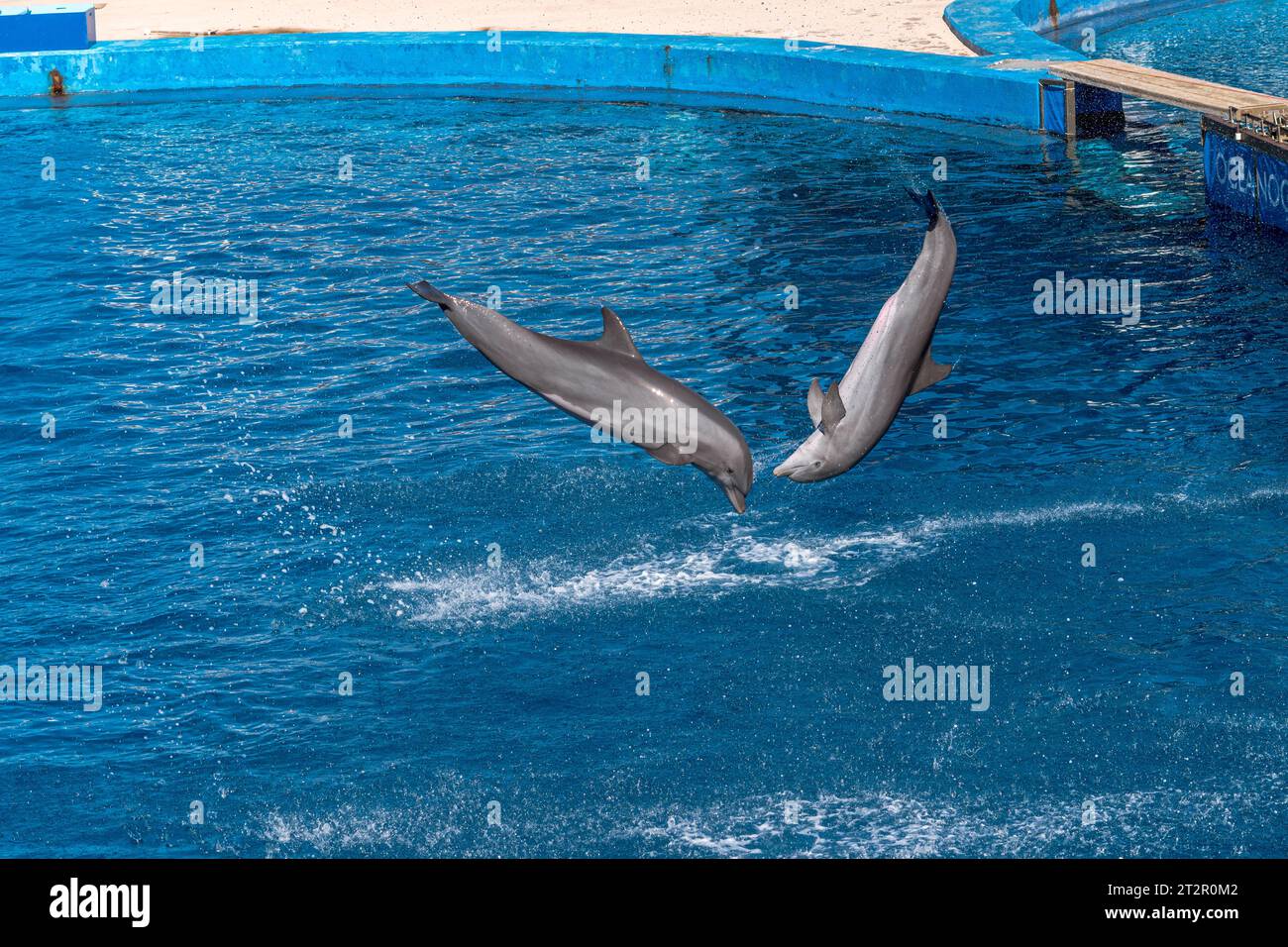Valencia, Spain - September 25th, 2023: A group of bottlenose dolphins ...