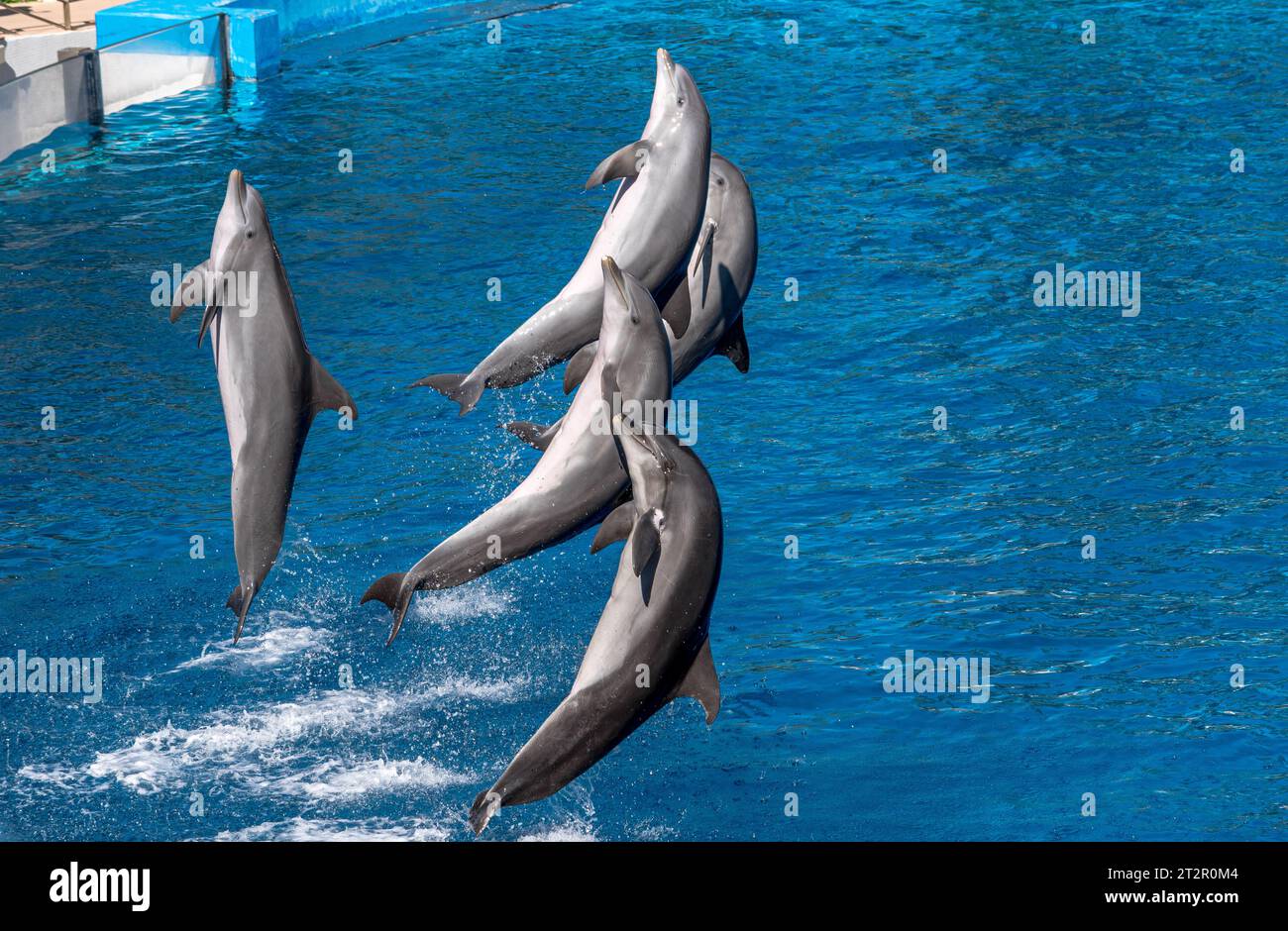 A group of bottlenose dolphins performing acrobatics jumps. The animals ...