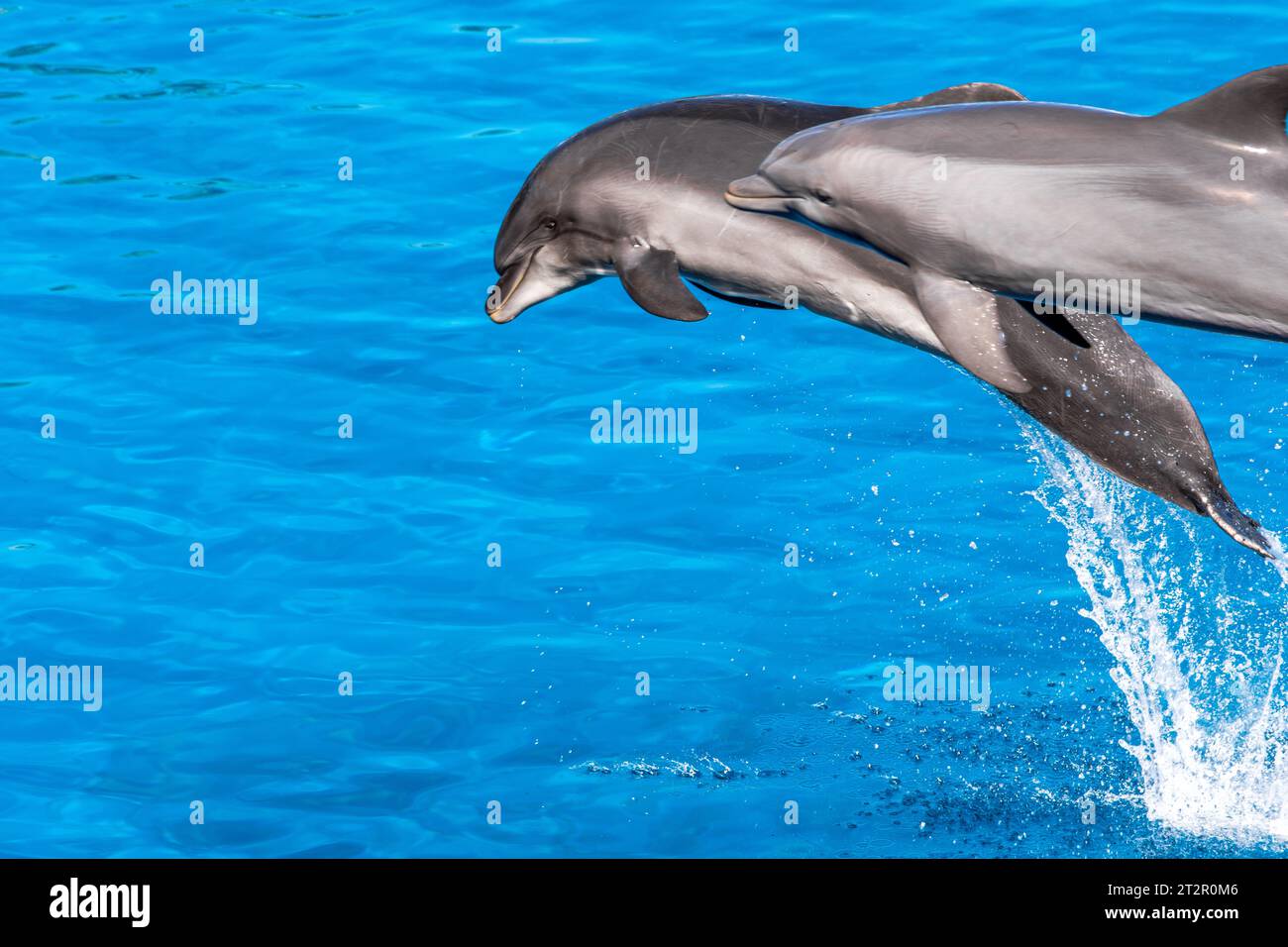 A group of bottlenose dolphins performing acrobatics jumps. The animals ...