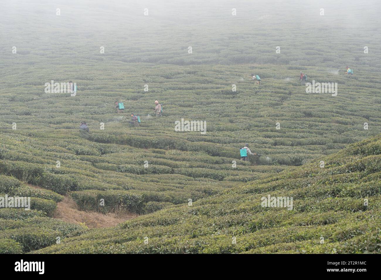 The application of pesticides in the tea gardens of Ilam, Nepal Stock Photo - Alamy