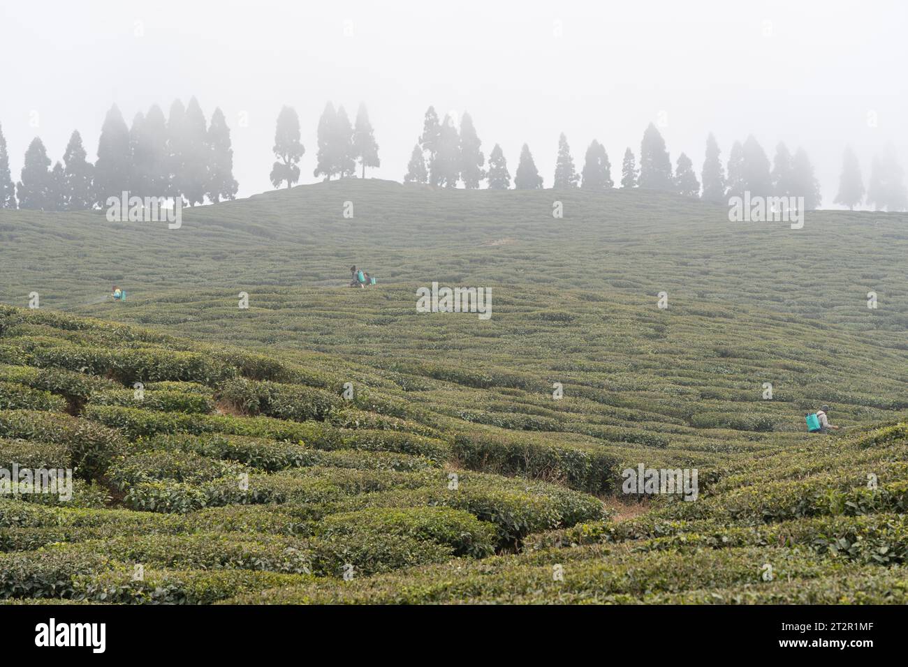 The application of pesticides in the tea gardens of Ilam, Nepal Stock Photo - Alamy