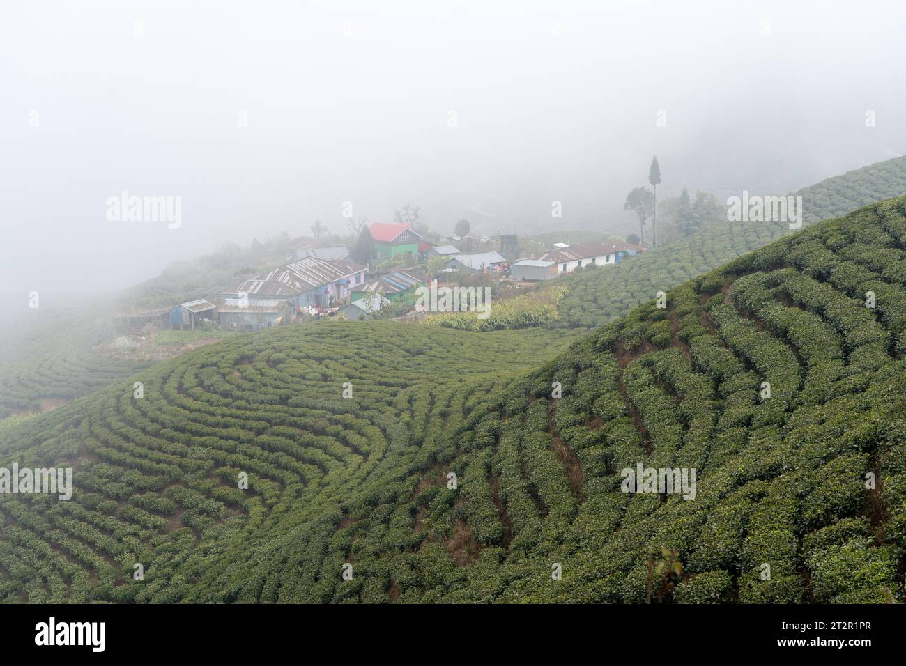 The beautiful tea gardens of Ilam in eastern Nepal Stock Photo - Alamy