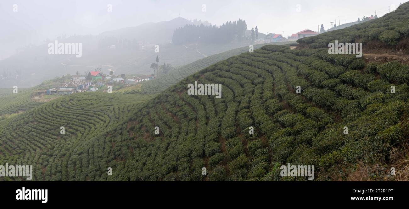 The beautiful tea gardens of Ilam in eastern Nepal Stock Photo - Alamy