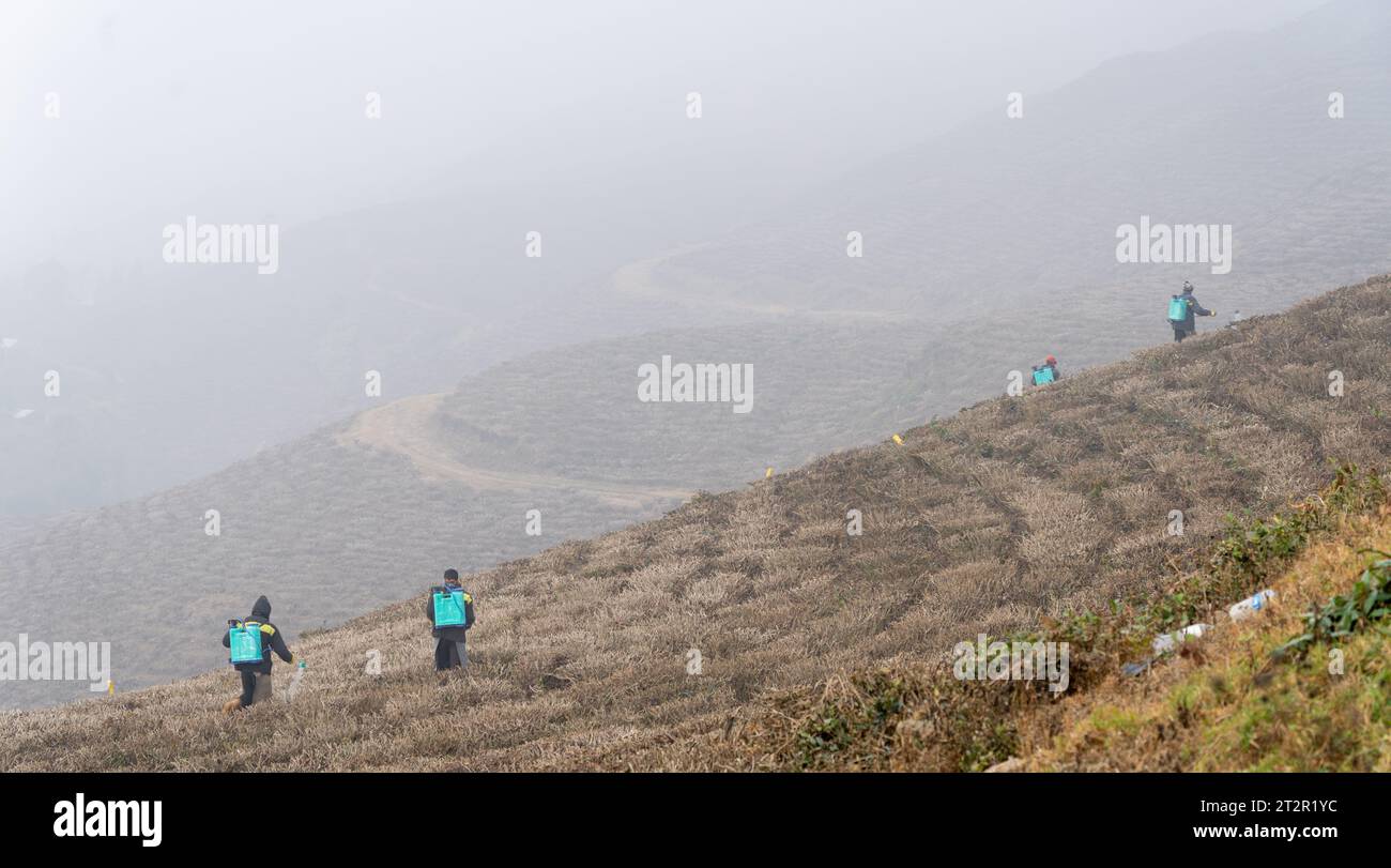 The application of pesticides in the tea gardens of Ilam, Nepal Stock ...