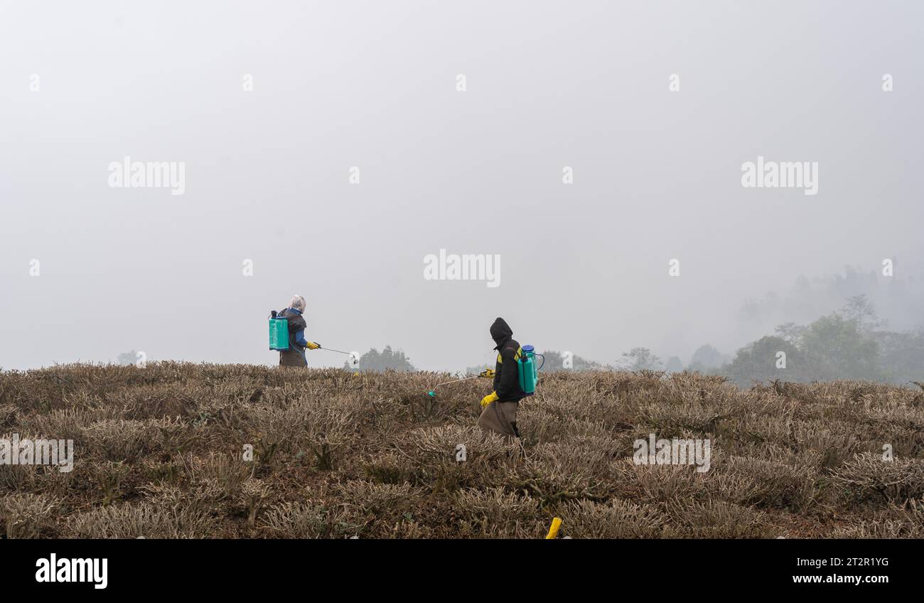The application of pesticides in the tea gardens of Ilam, Nepal Stock ...