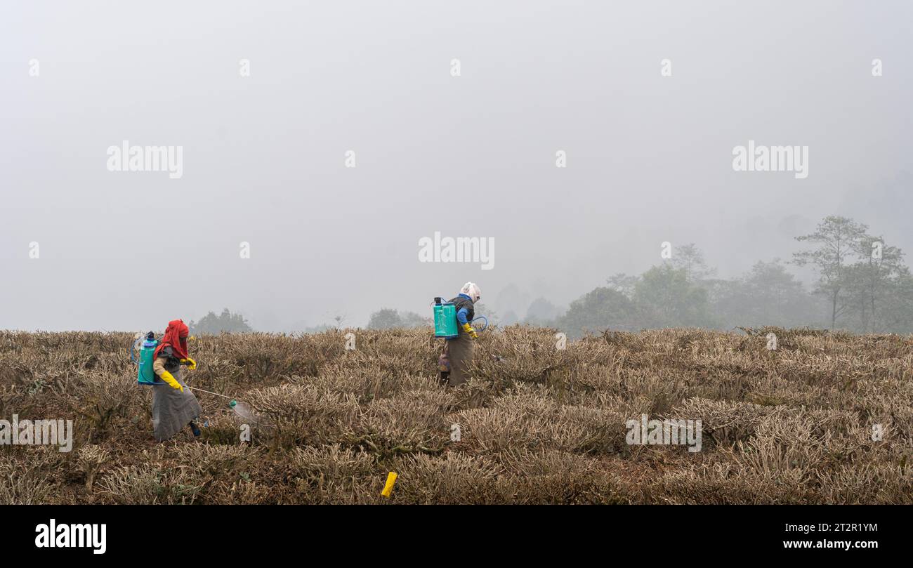 The application of pesticides in the tea gardens of Ilam, Nepal Stock ...