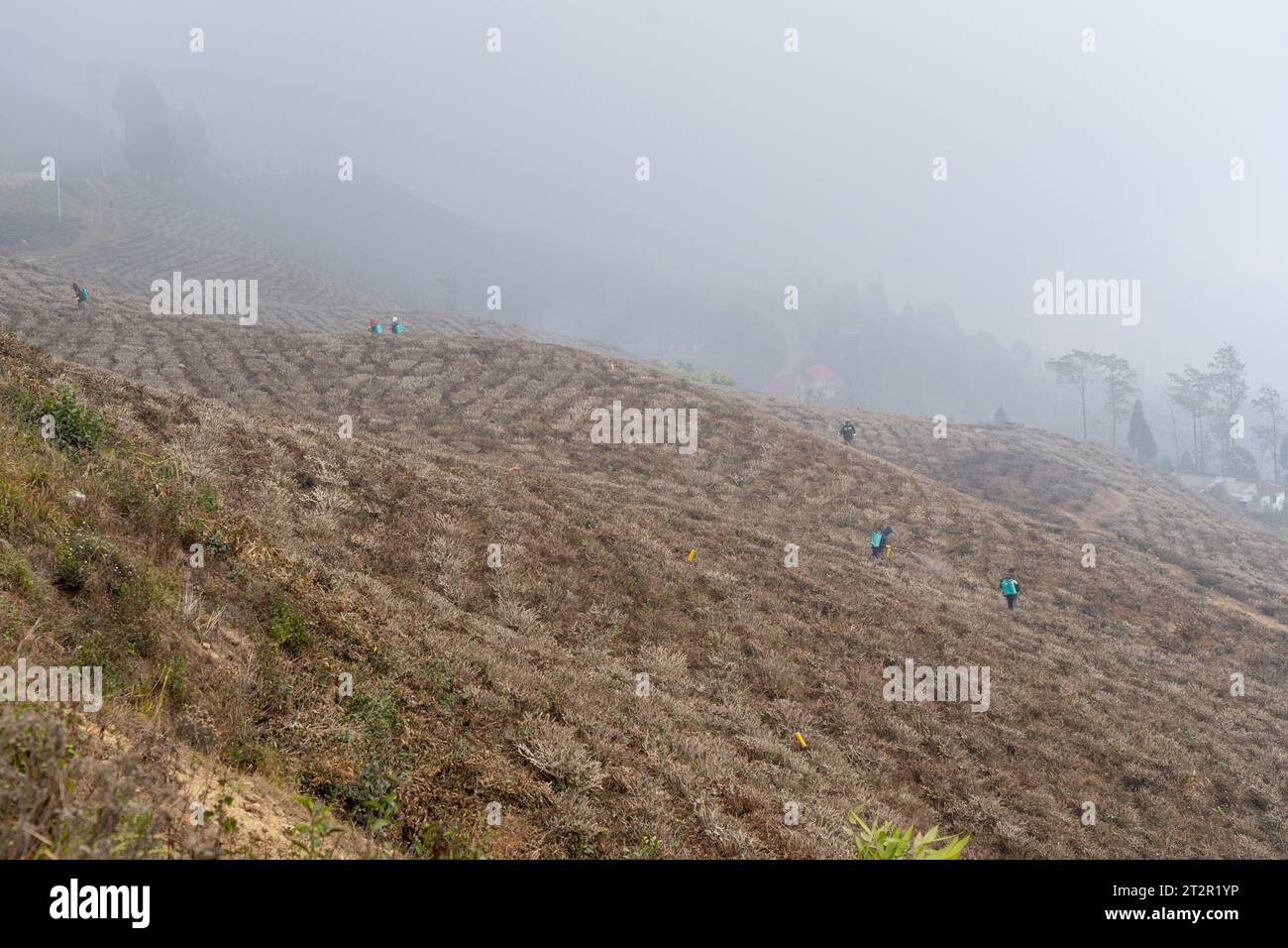 The application of pesticides in the tea gardens of Ilam, Nepal Stock Photo - Alamy