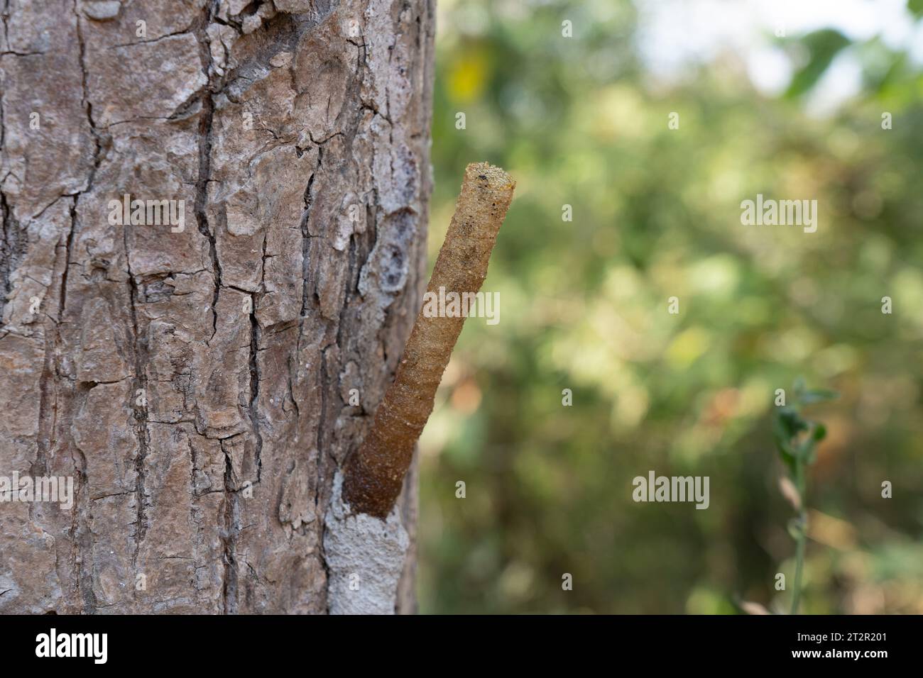 The wax pipe entrance to the hive of the stingless bees Stock Photo - Alamy