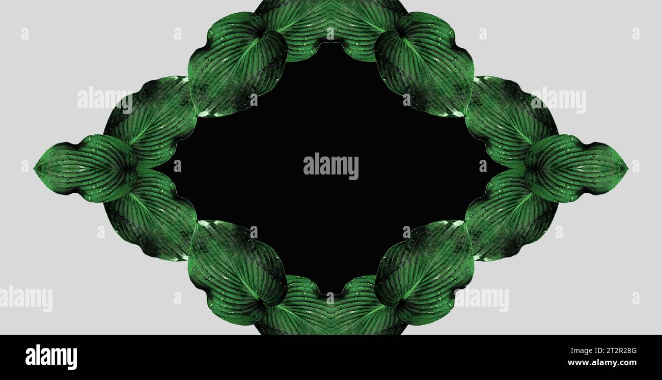 Combination large hosta plant hi-res stock photography and images - Alamy