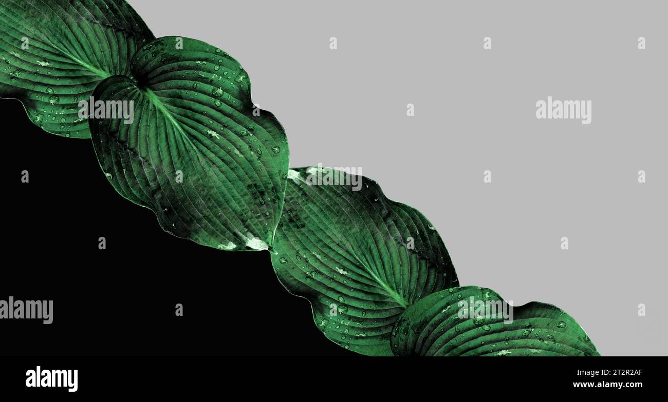 Combination large hosta plant hi-res stock photography and images - Alamy