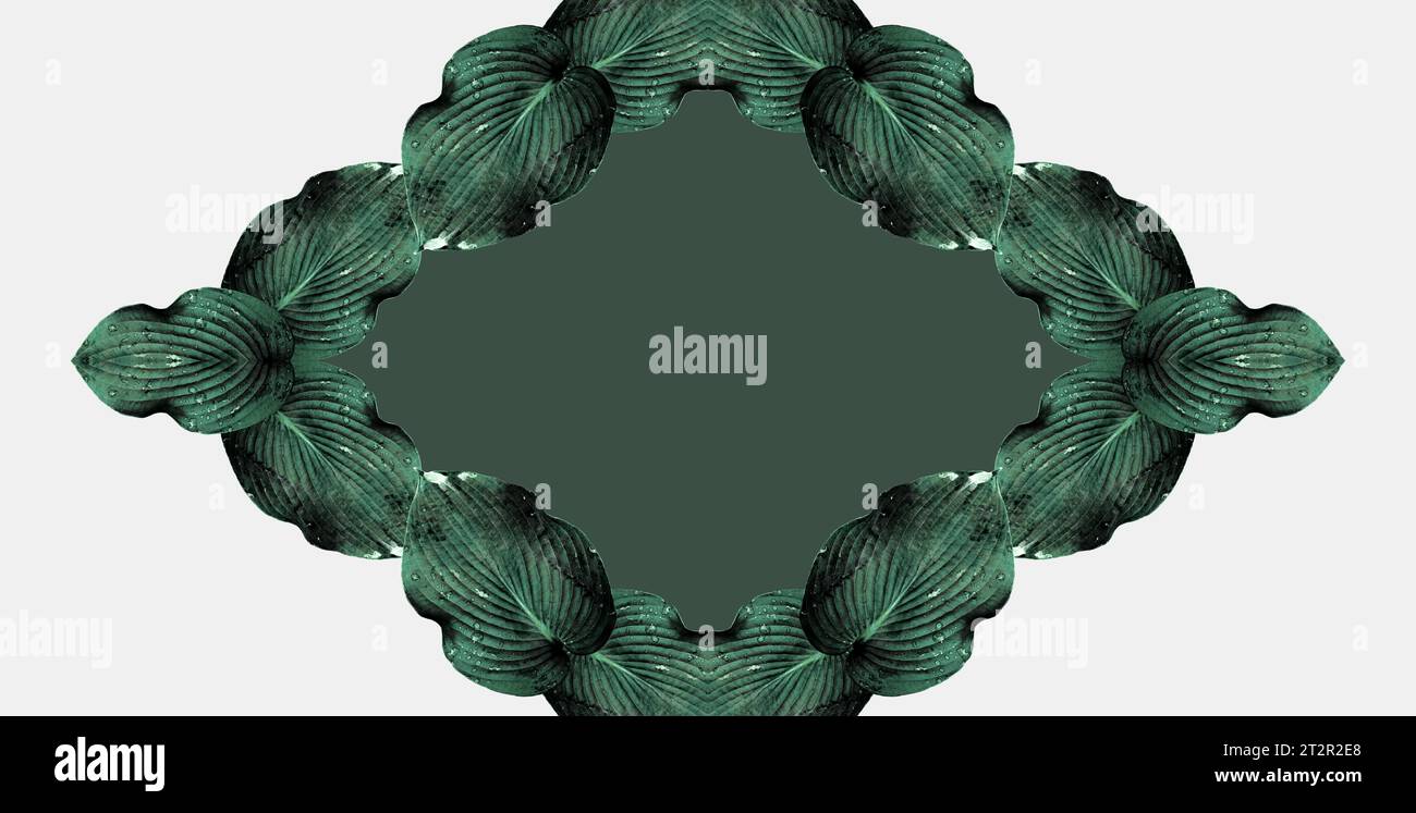 A combination of large Hosta plant leaf fragments on a monochrome ...