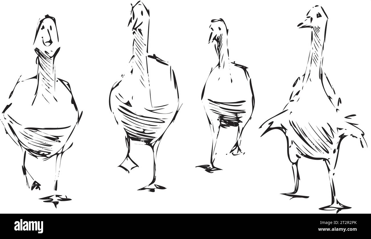 A vector illustration of hand drawn sketched ducks. Four ducks waddling ...