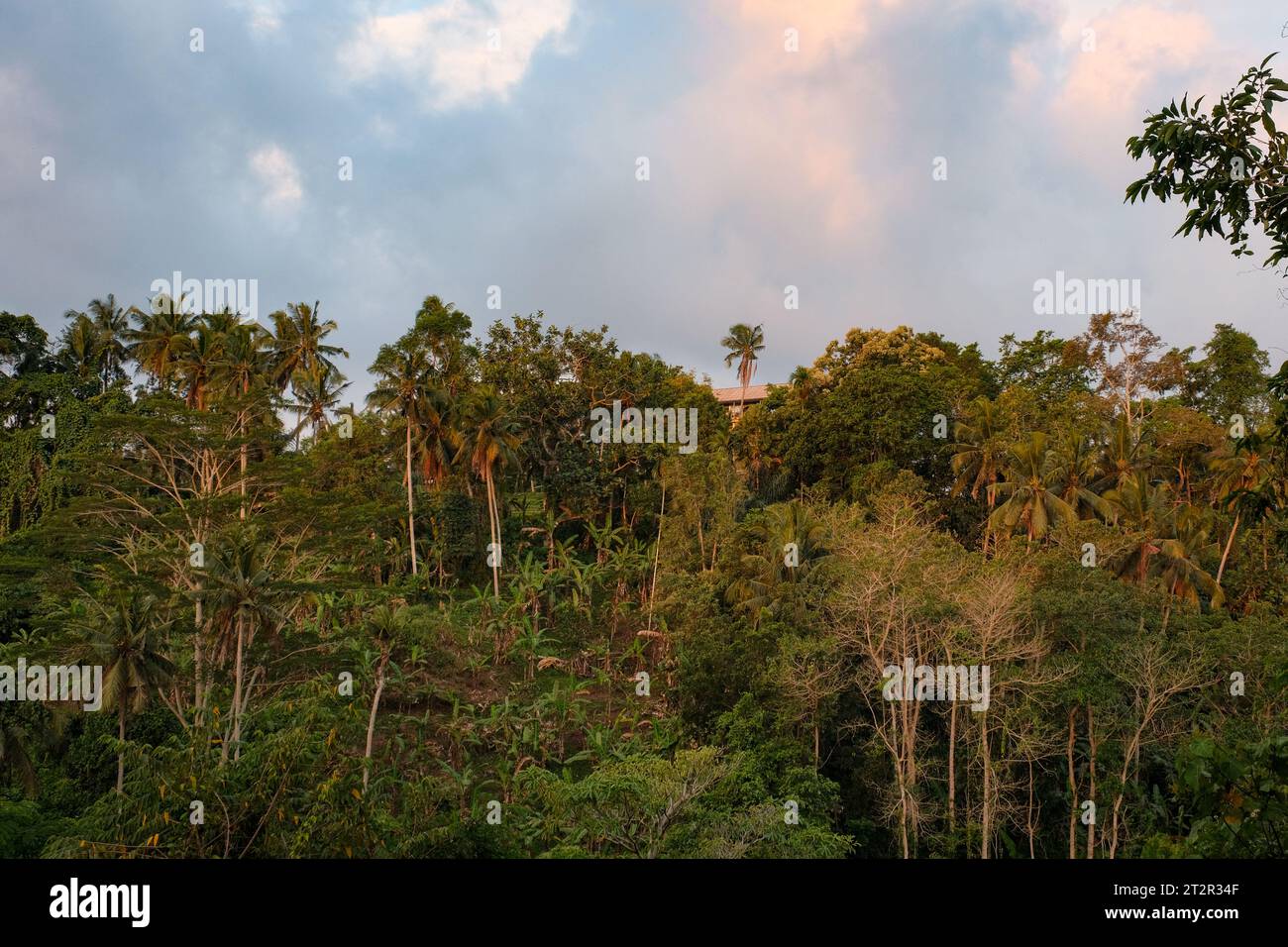 Behold the tranquility of Ubud's Campuhan Ridge Walk, where lush forest ...