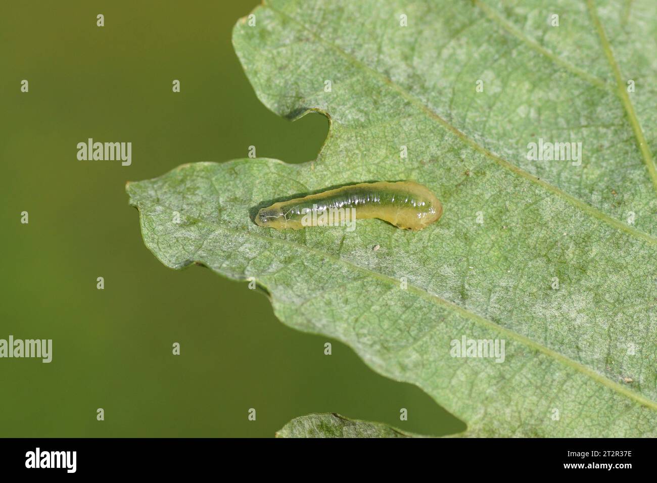 Larva, slugworm of the sawfly Caliroa. Maybe Caliroa varipes. On the ...