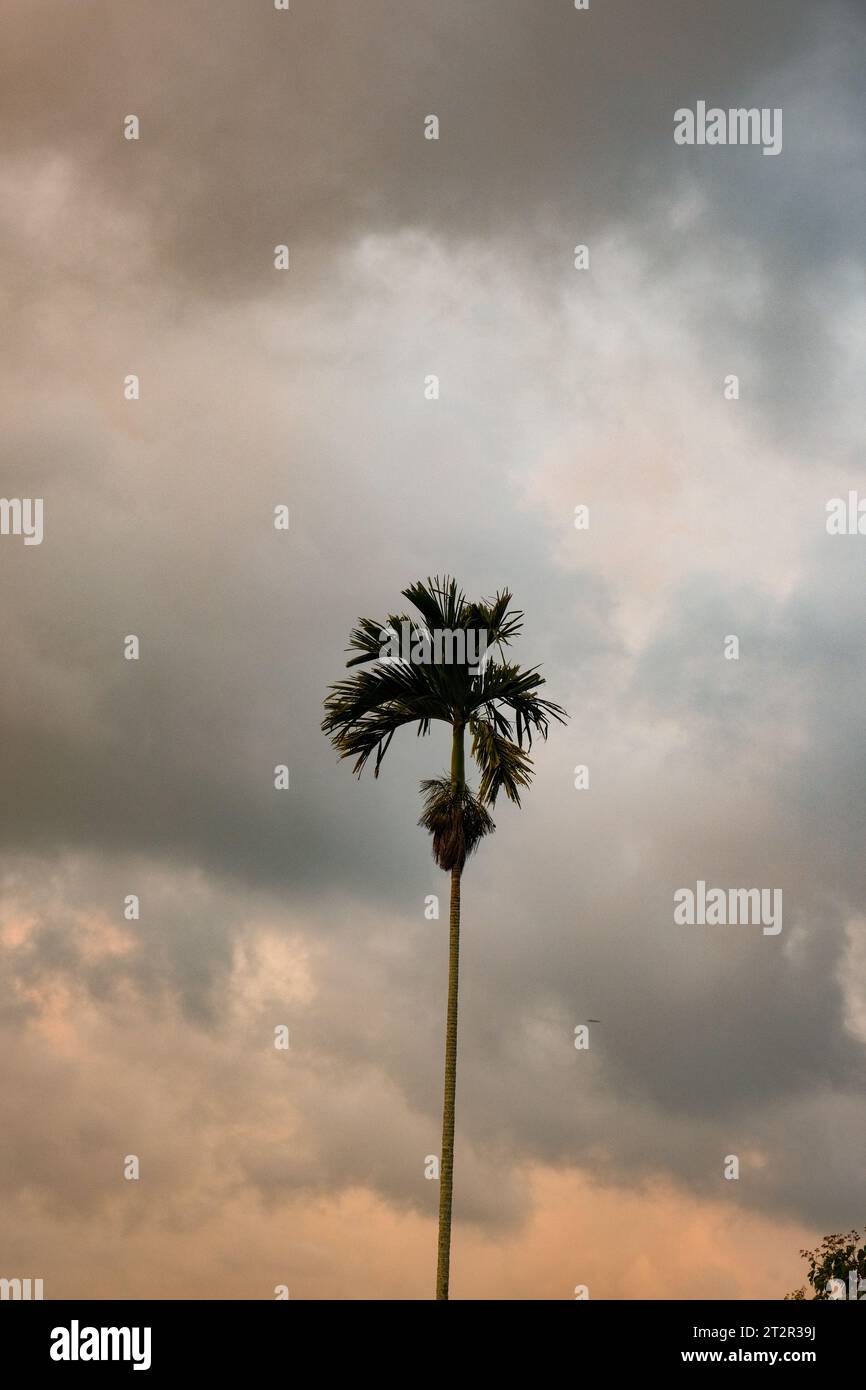 Amidst the vastness of Ubud's Campuhan Ridge Walk, a solitary palm tree ...
