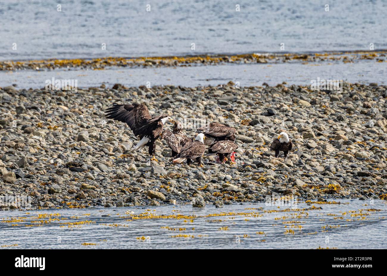 Bald eagle eating dead animal hi-res stock photography and images - Alamy