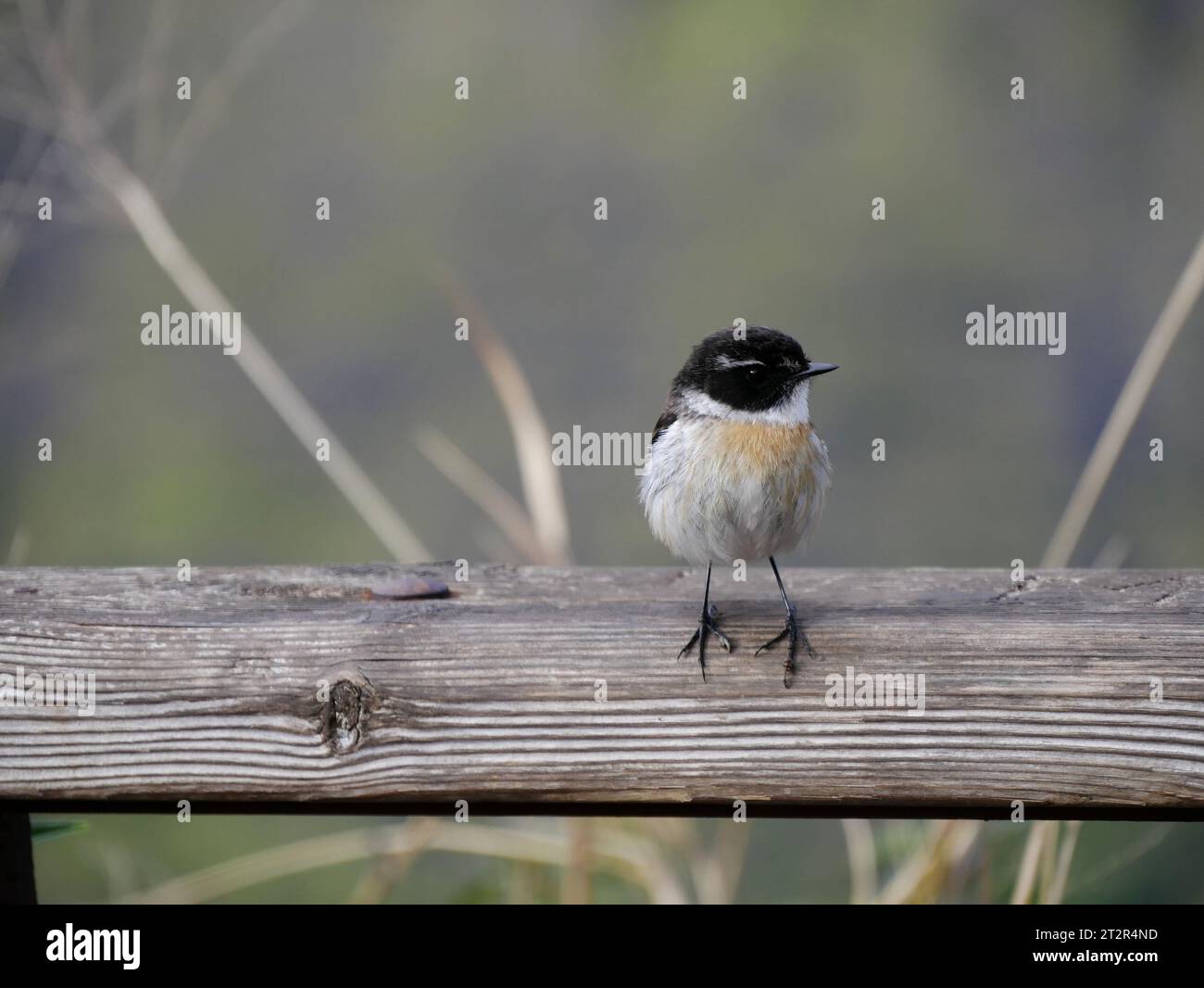 Determined bird hi-res stock photography and images - Alamy
