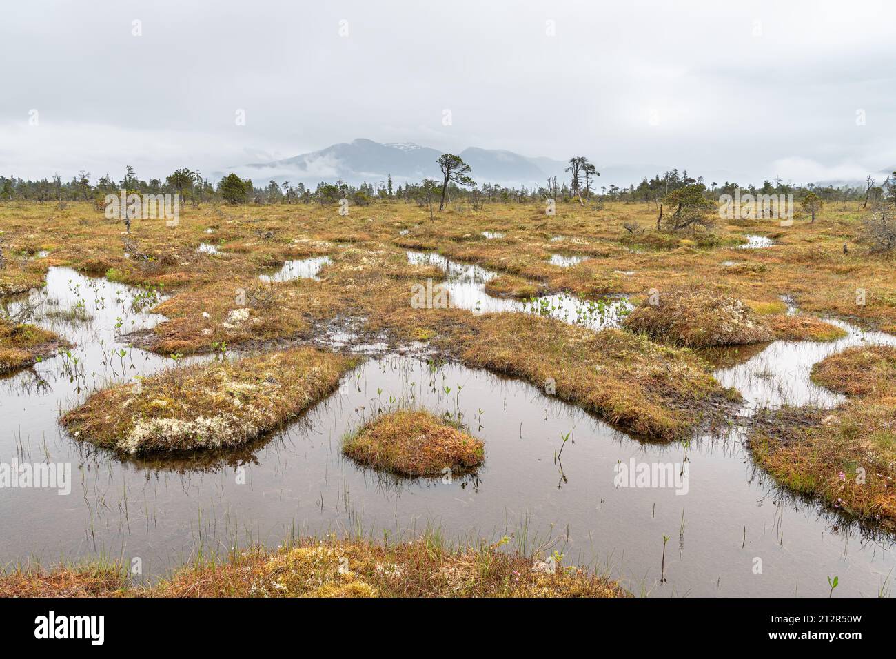 The Petersburg muskeg (Peat Bog) with clouds skirting the mountains ...