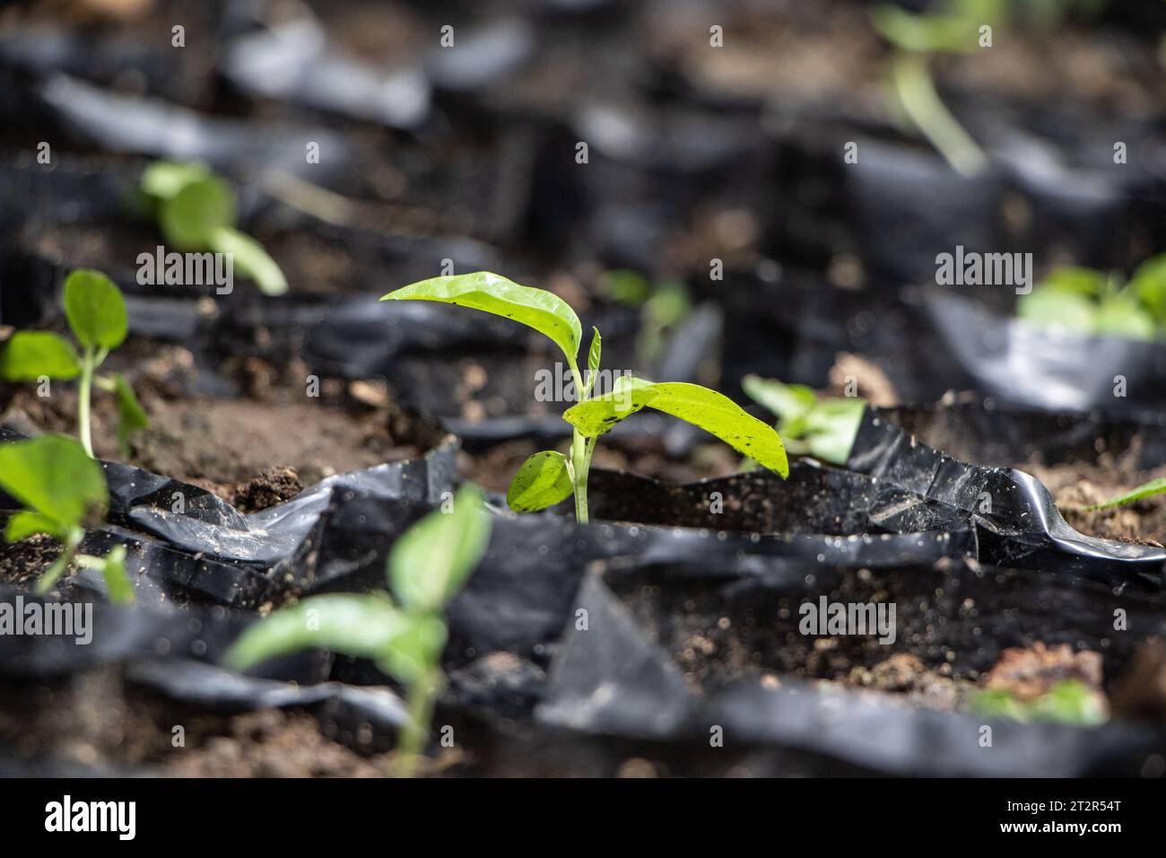 Seedlings sprout at a nursery at Seed Savers Network's Seed Bank in ...