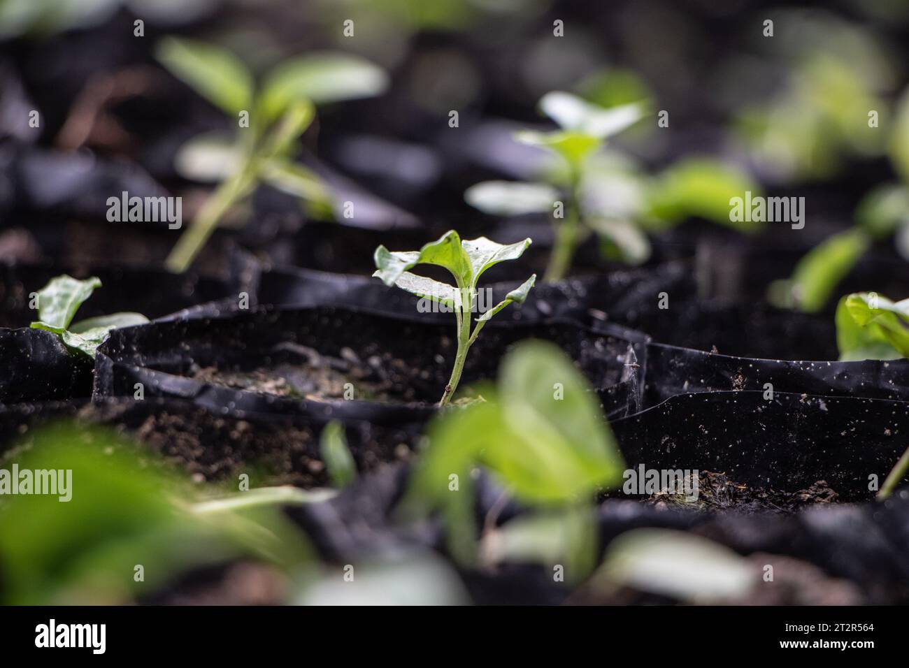Seedlings sprout at a nursery at Seed Savers Network's Seed Bank in ...