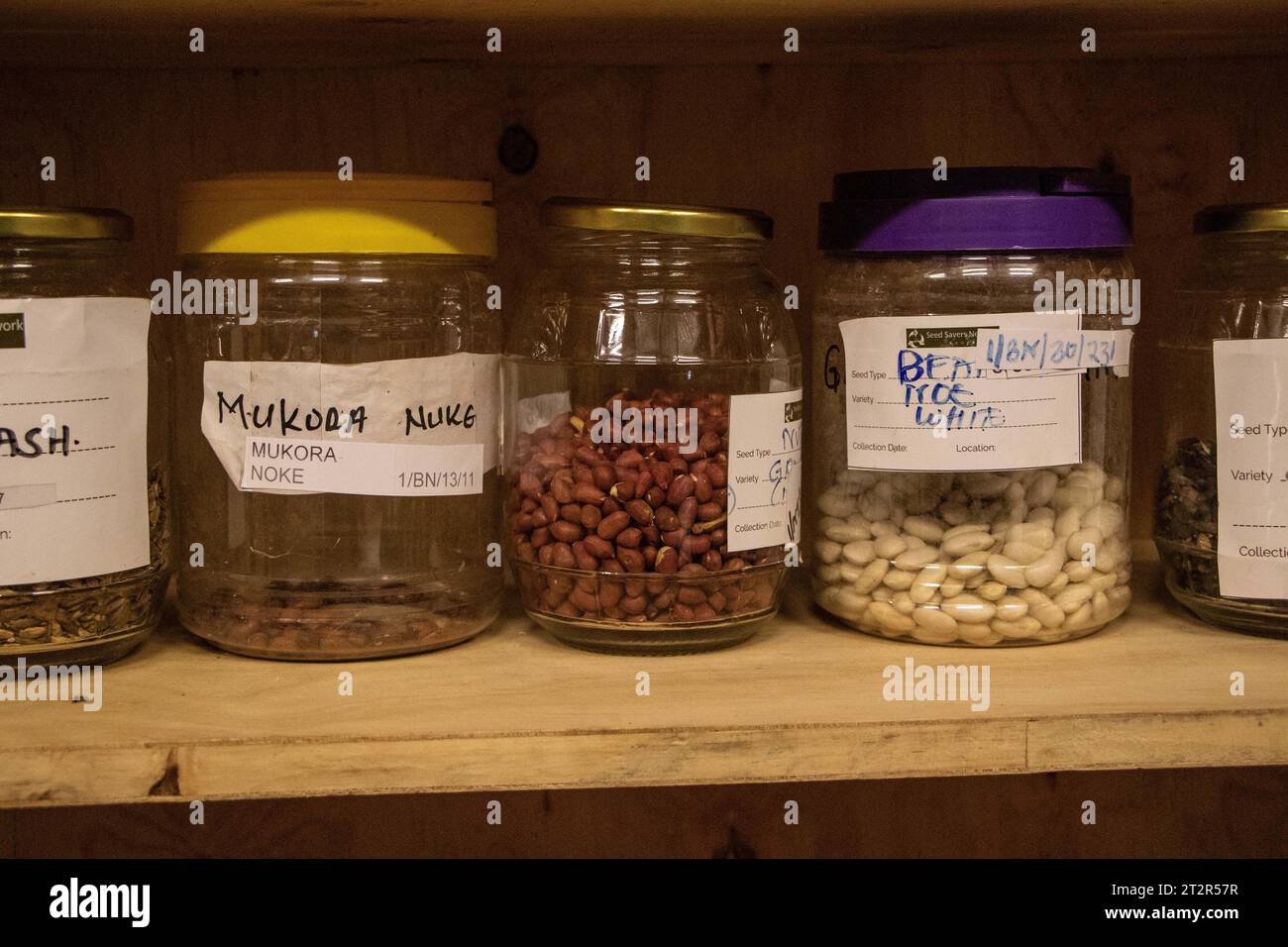 Containers with indigenous seed varieties are seen stored at a Seed ...