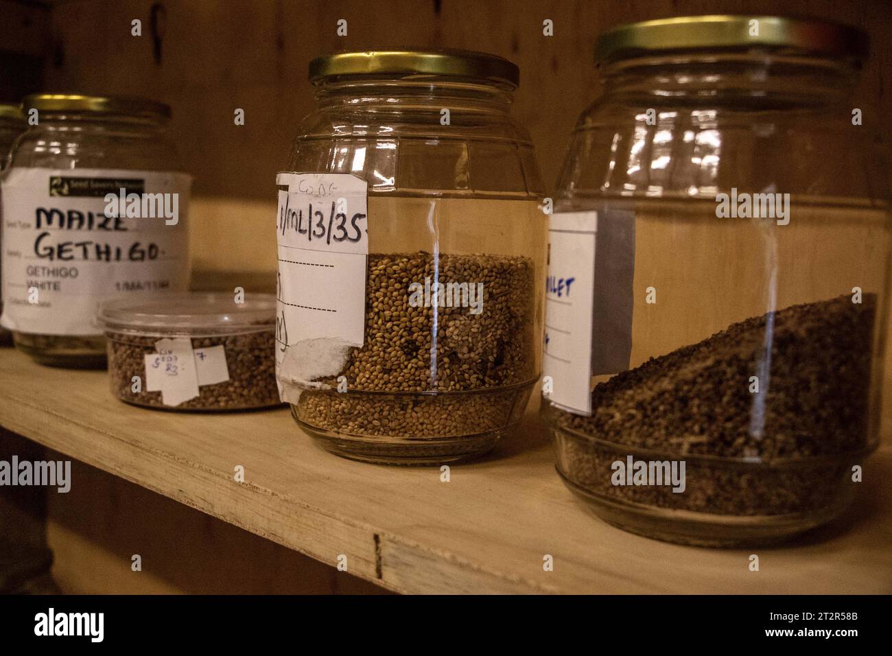 Containers with indigenous seed varieties are seen stored at a Seed ...