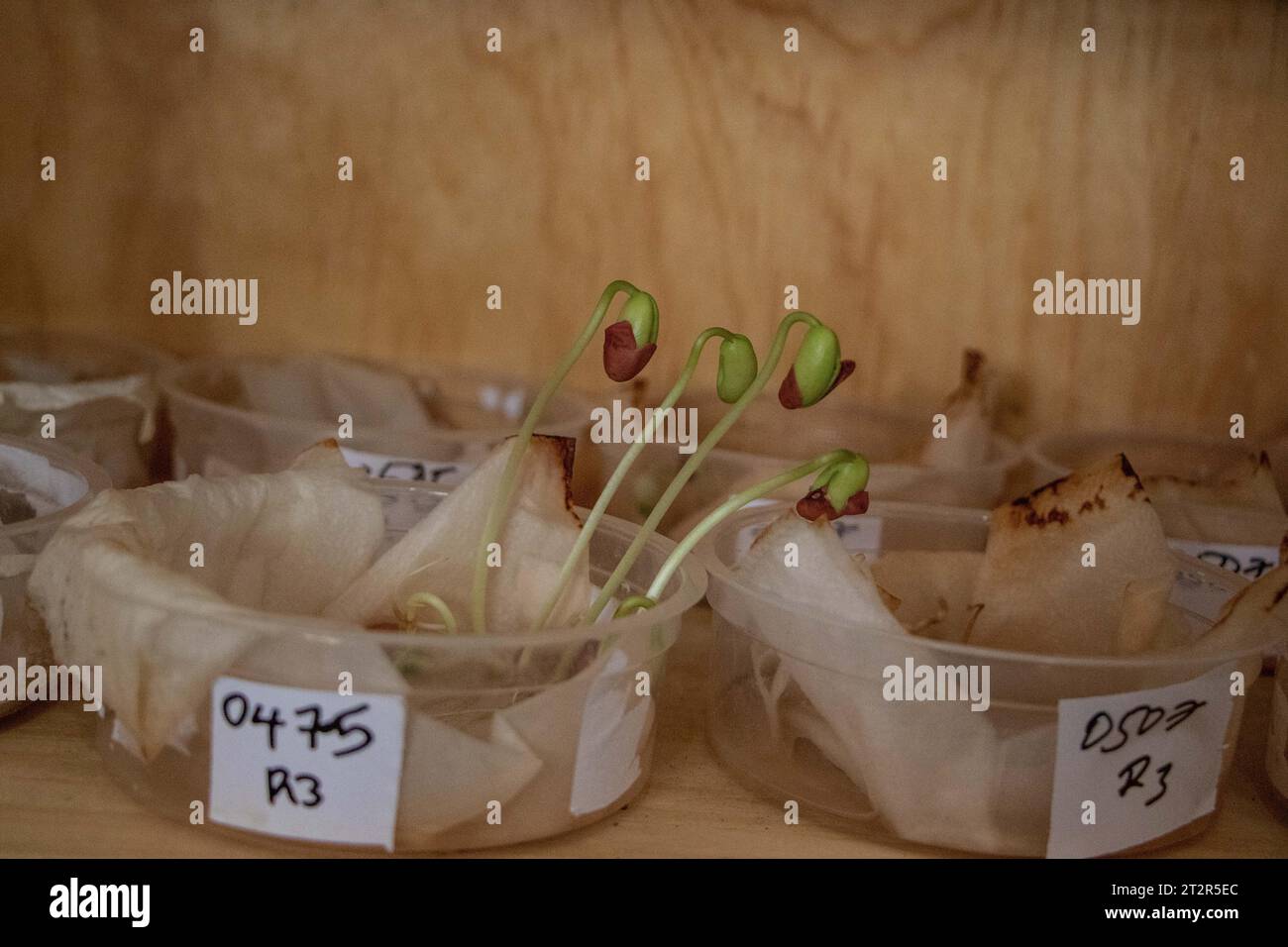 Nakuru, Kenya. 19th Oct, 2023. Seedlings germinate on plastic ...