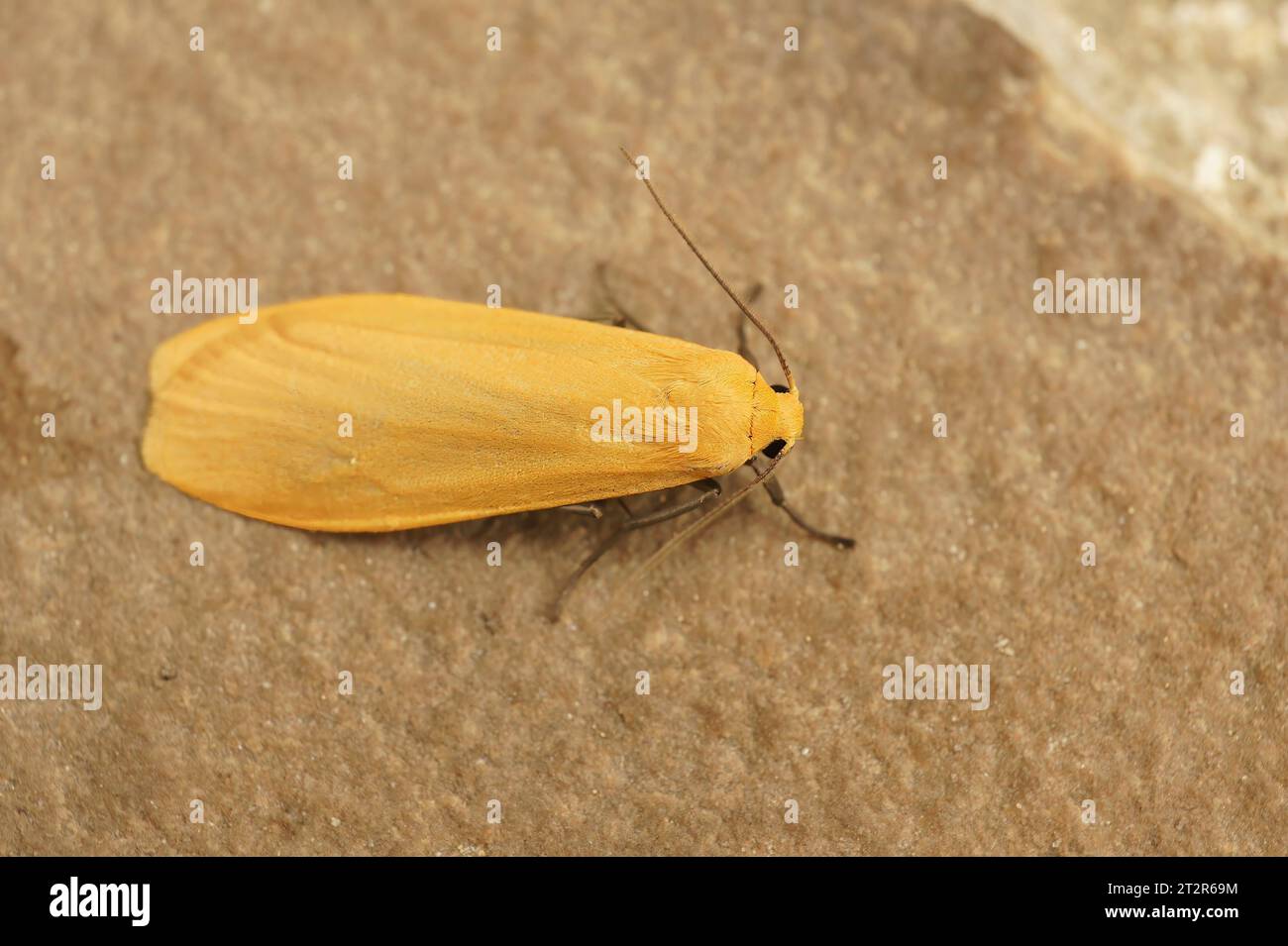 Tusssock hi-res stock photography and images - Alamy