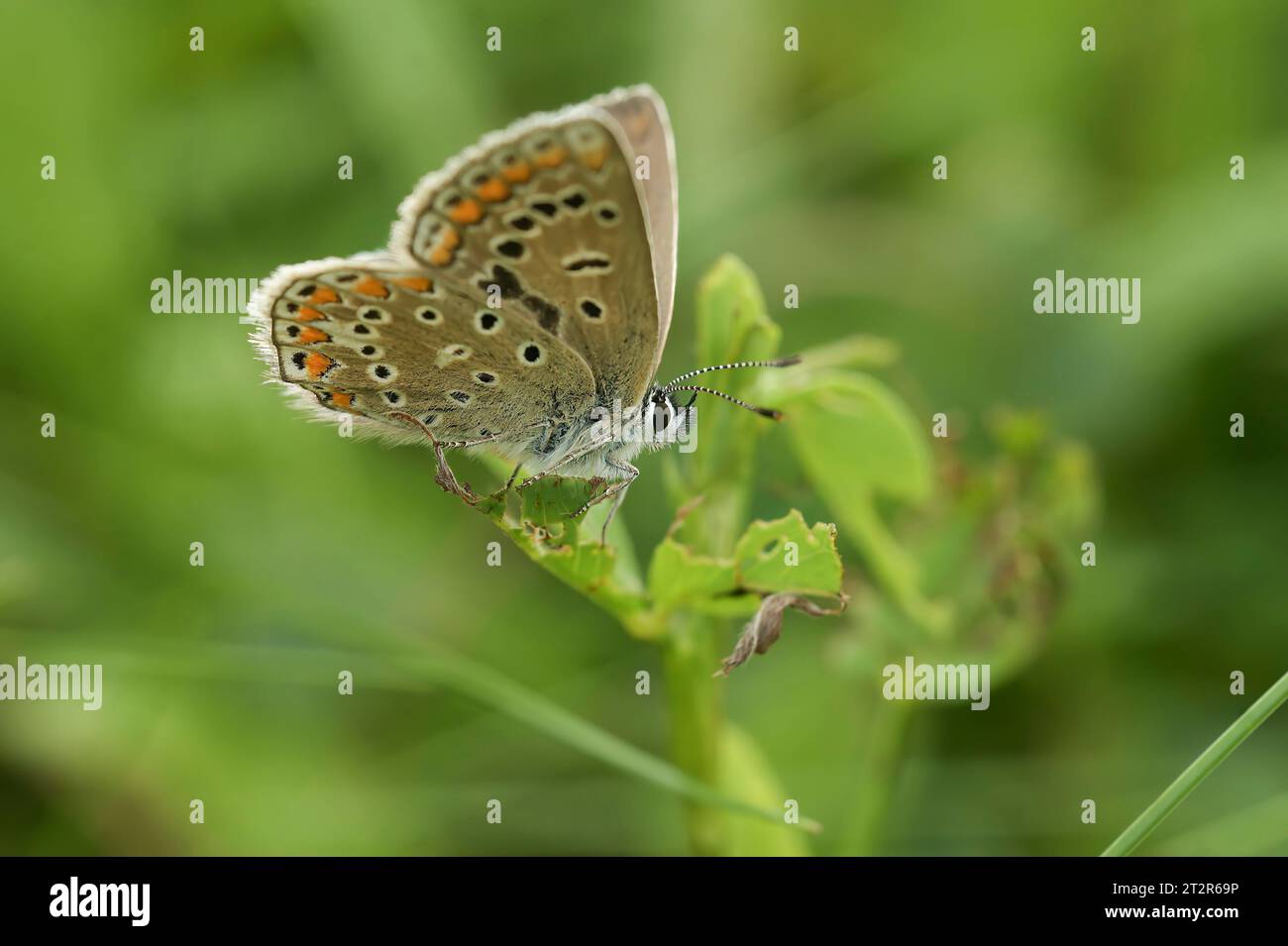 Natural low angle macro of a European icarus blue butterfly ...