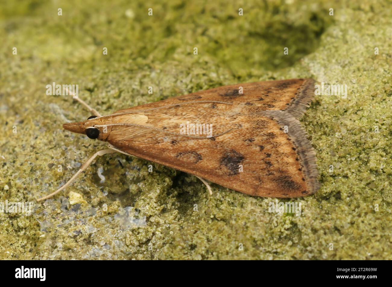 Detailed closeup on the rusty dot pearl moth, Udea ferrugalis sitting ...