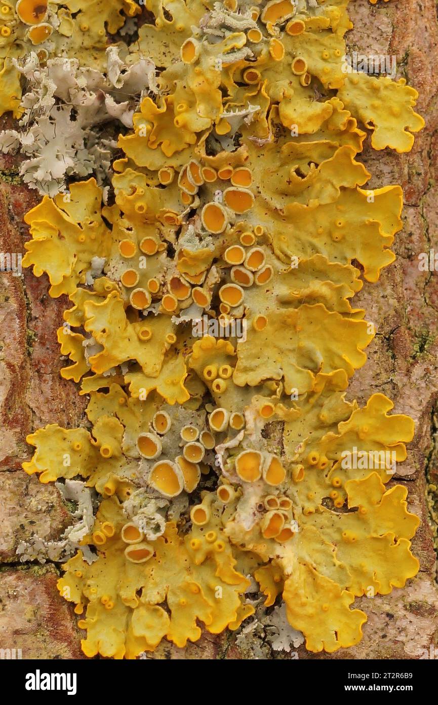 Natural vertical detailed closeup on a yellow scale or maritime ...