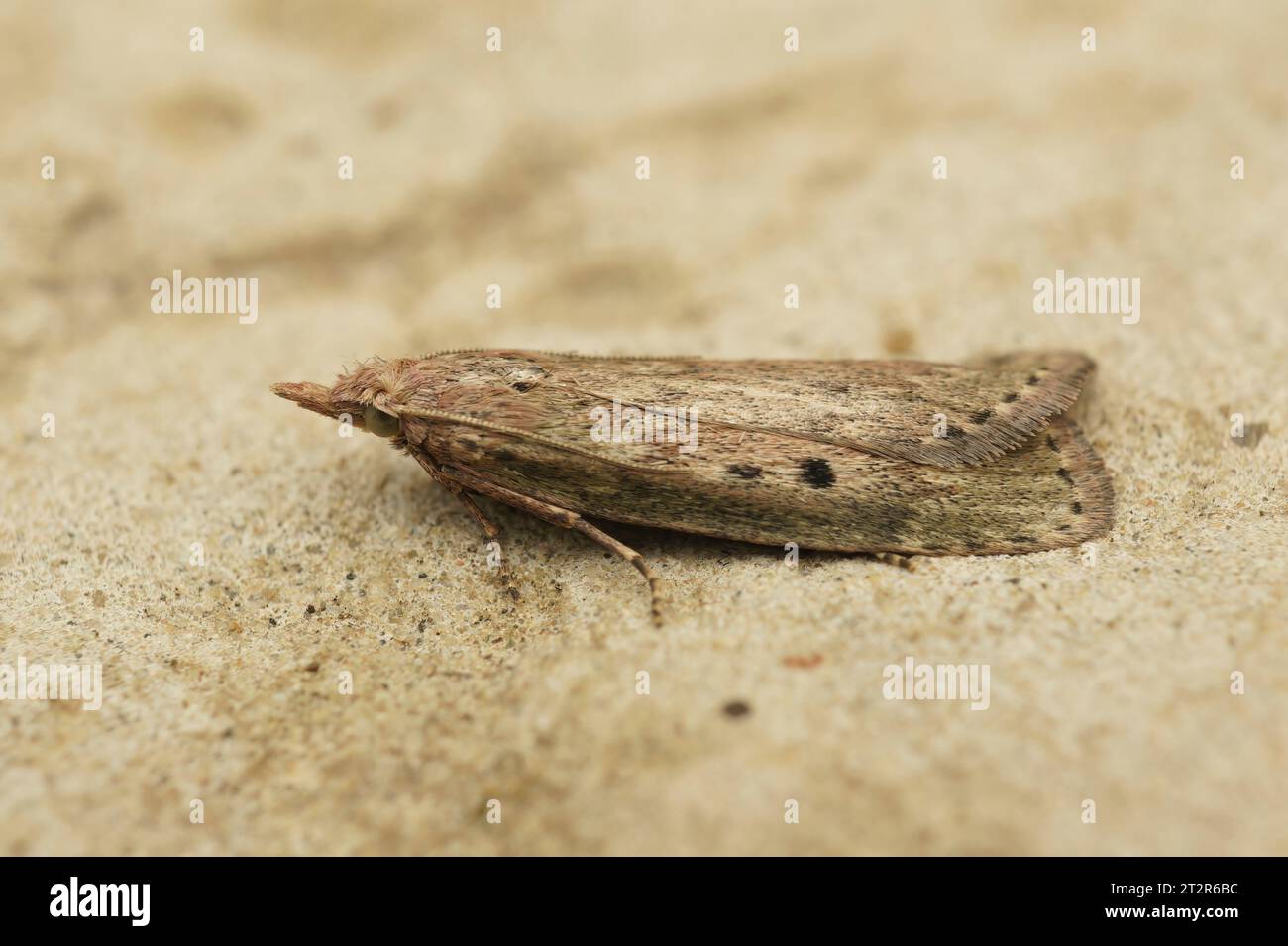 Detailed closeup on a bumble bee wax moth, Aphomia sociella, sitting on ...