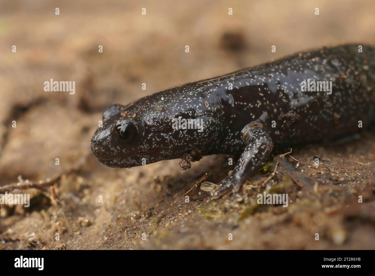 This juvenile , white speckled Mahoroba salamander, Hynobius hirosei ...